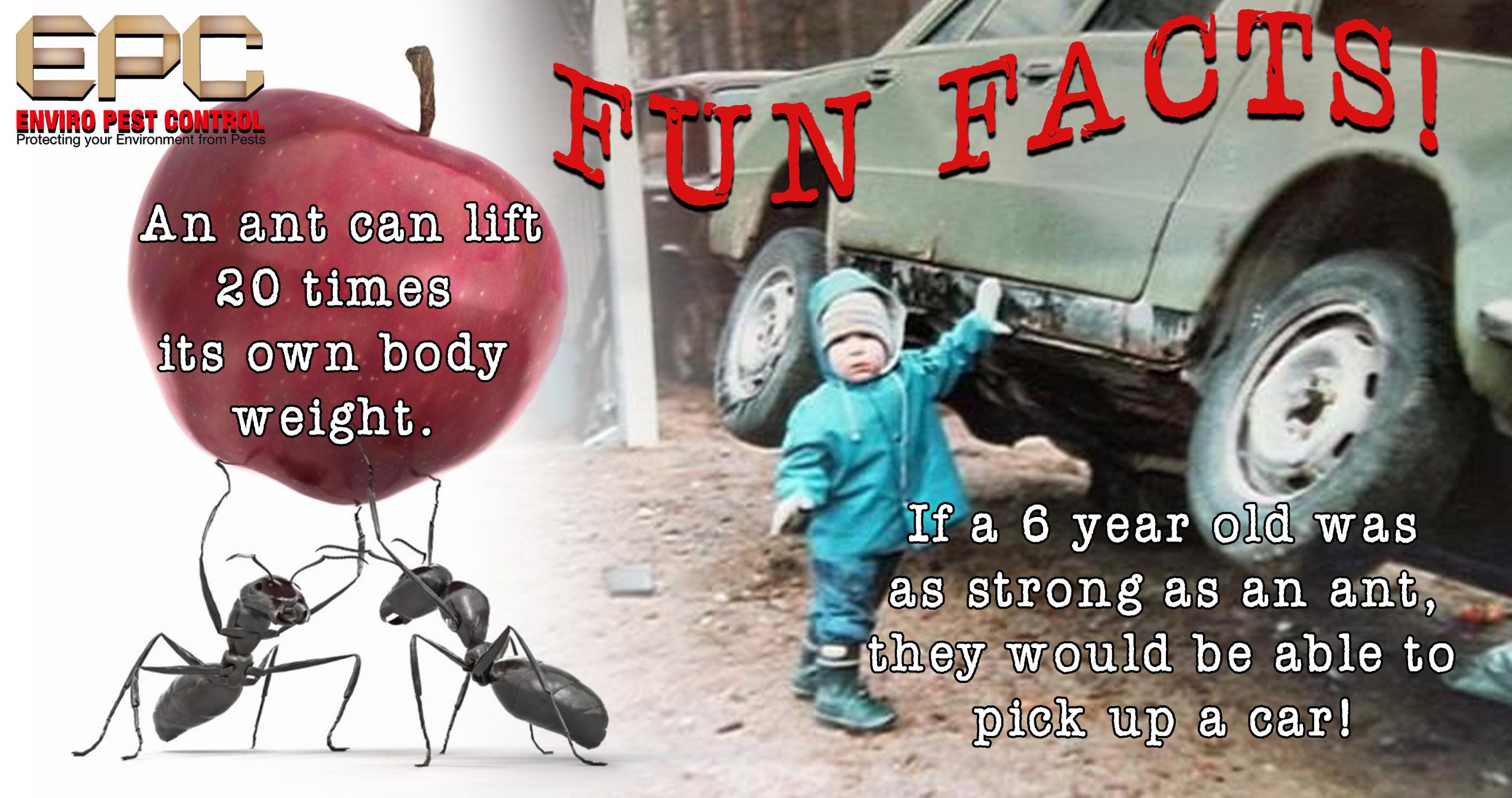 EPC – Enviro Pest Control – Melbourne's Pest Control Experts