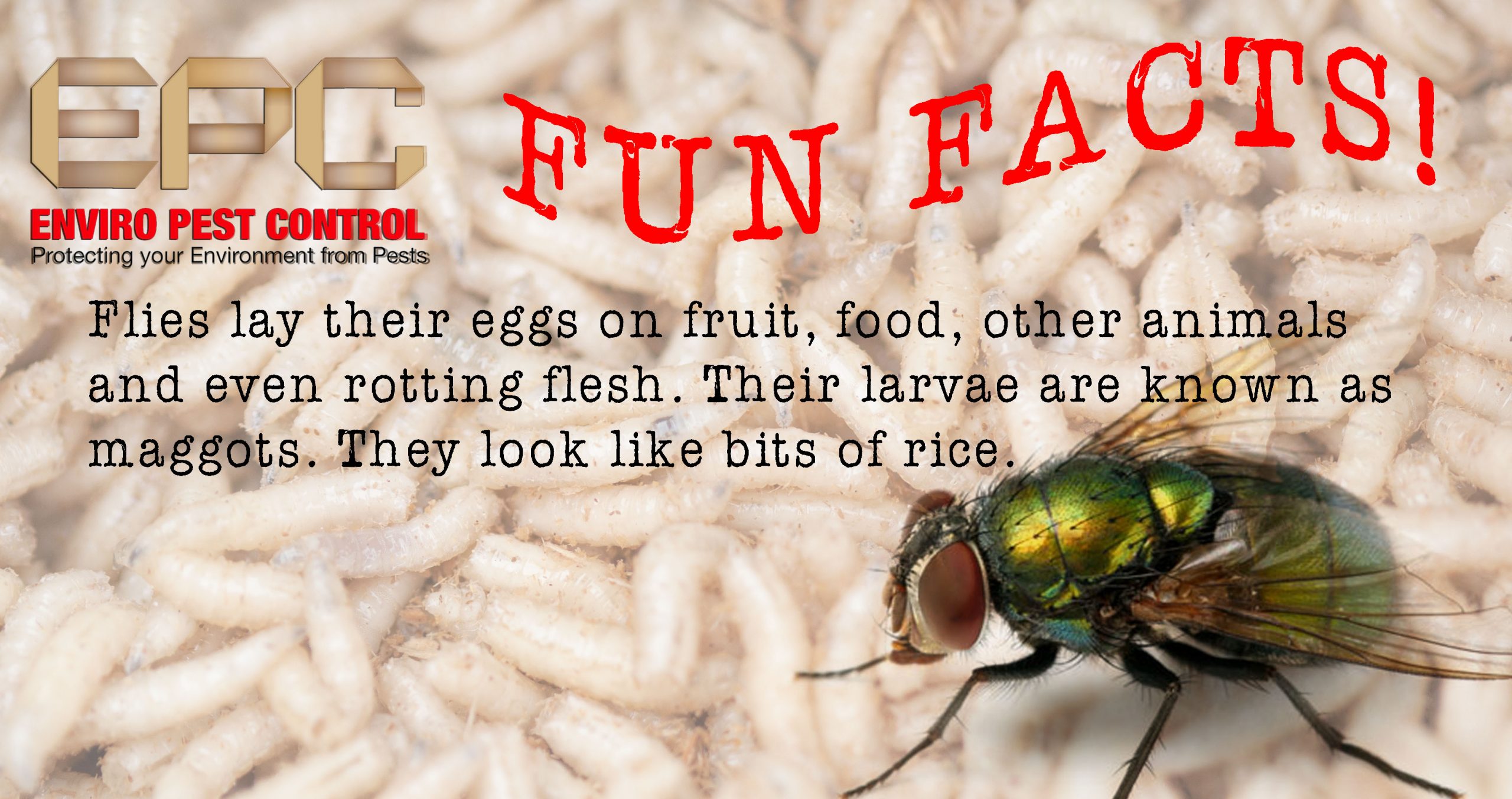 EPC – Enviro Pest Control – Melbourne's Pest Control Experts